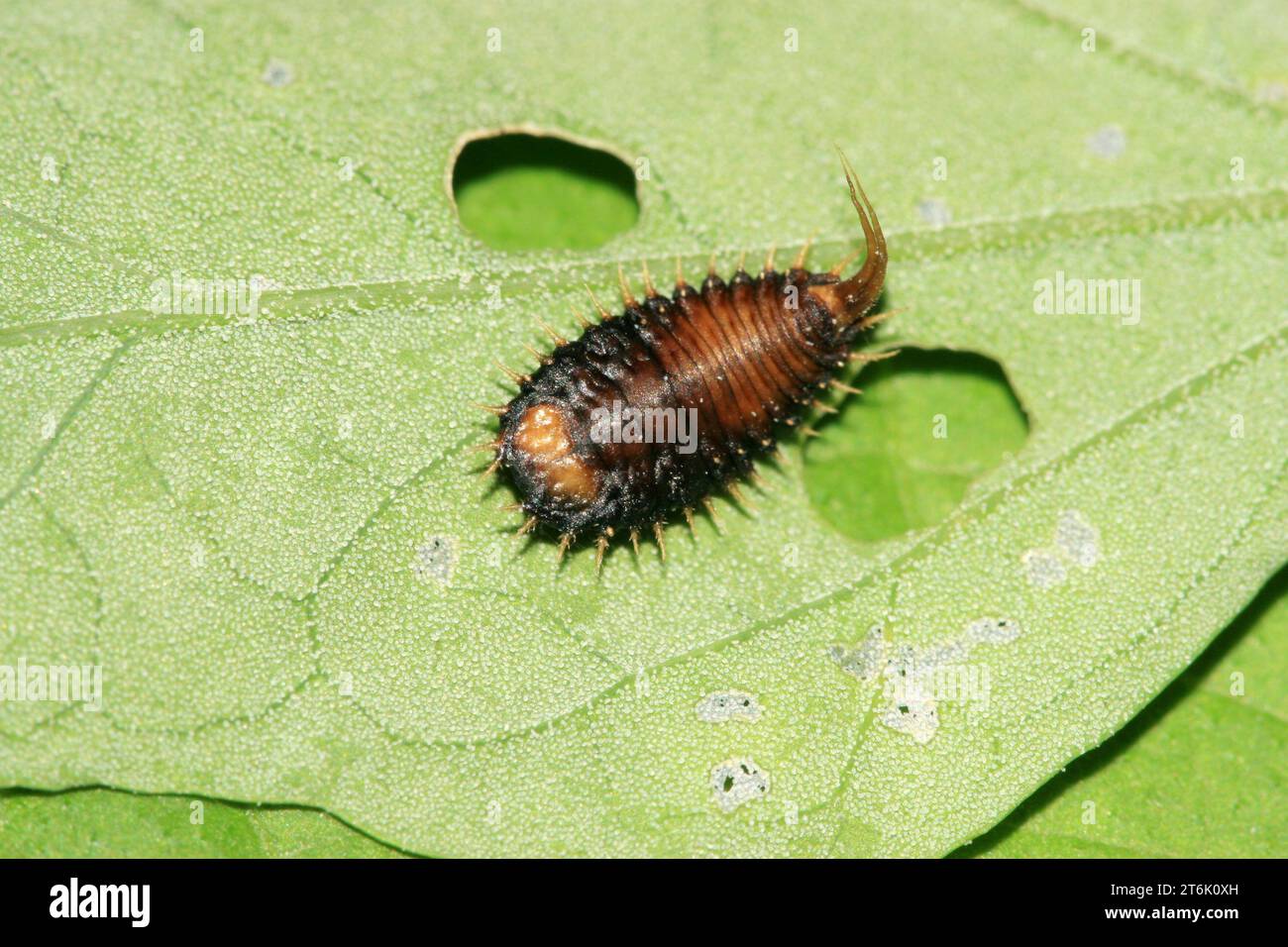 Coleoptera chrysomelidae agriculture hi-res stock photography and ...