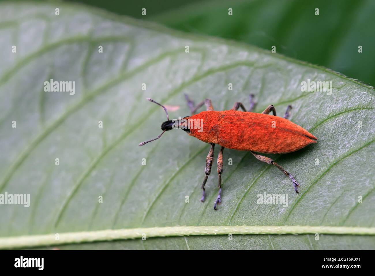 a kind of insect has a long nose Stock Photo - Alamy