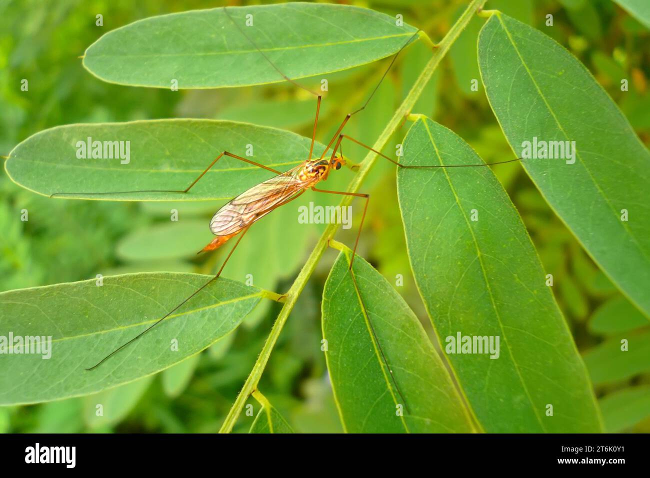 Sample of mosquitoes hi-res stock photography and images - Alamy