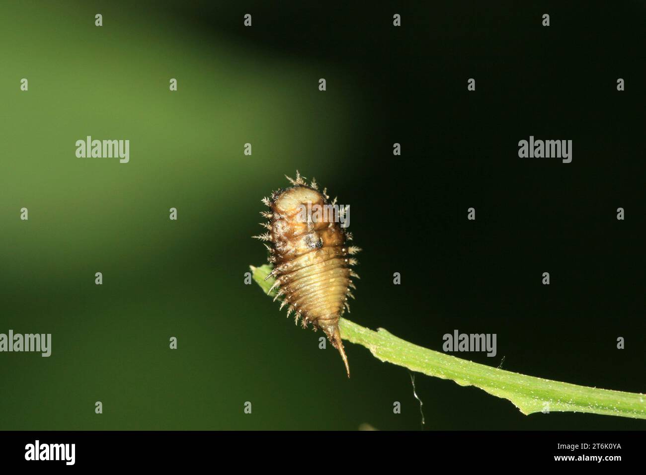 a kind of insects Coleoptera Stock Photo - Alamy