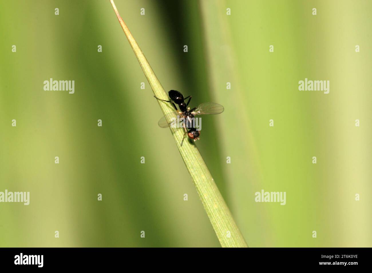 Drum winged flies hi-res stock photography and images - Alamy