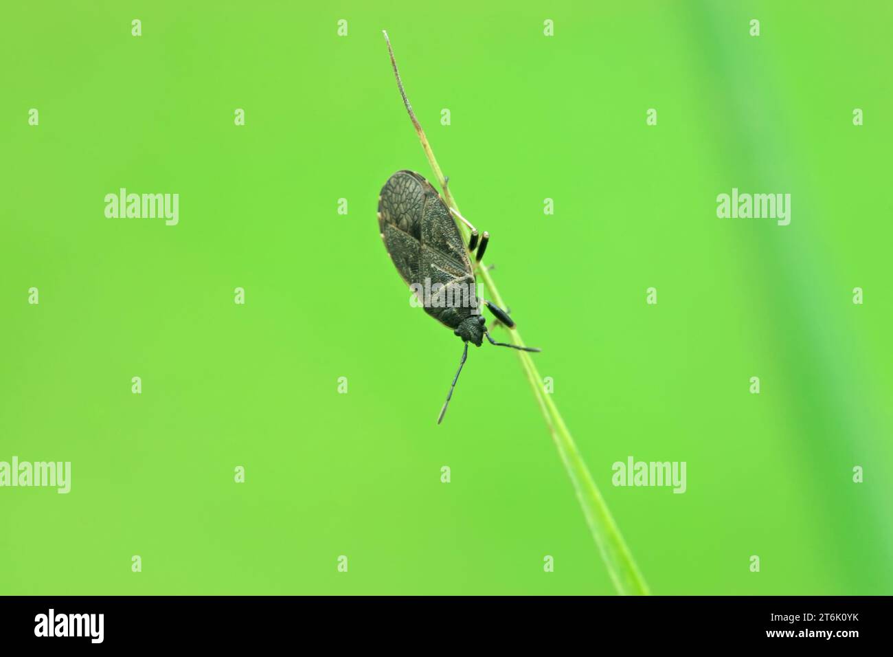 a kind of insects stinkbug Stock Photo - Alamy