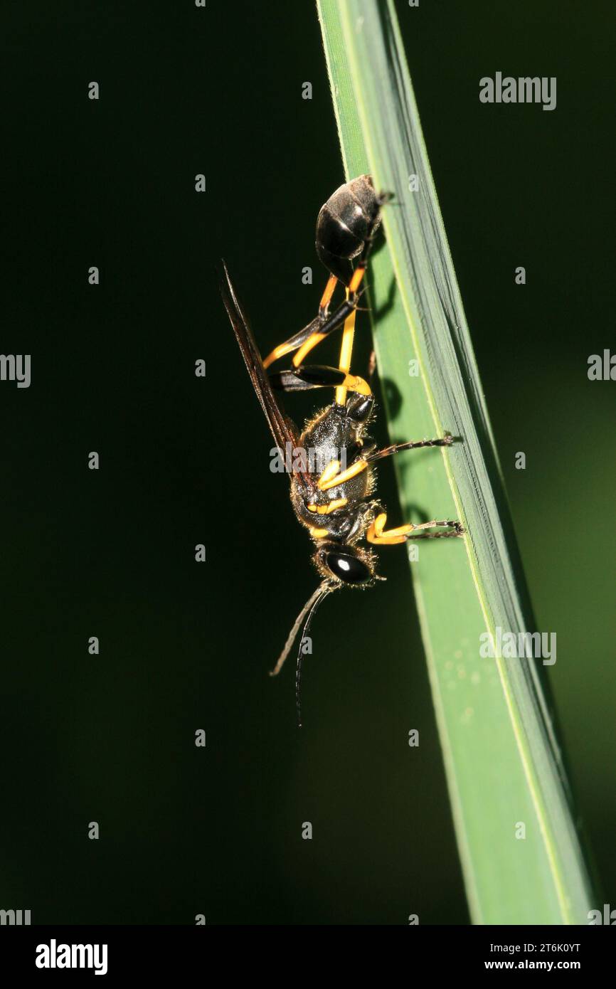 Hymenoptera insects hi-res stock photography and images - Alamy