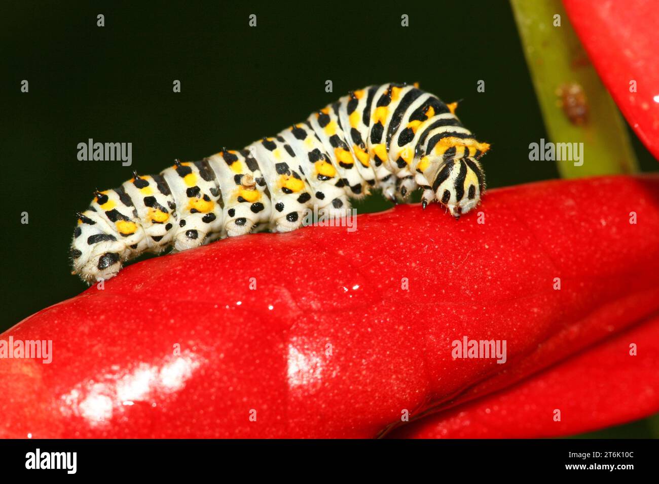 a kind of beatiful insects on colorful plant in the wild Stock Photo ...