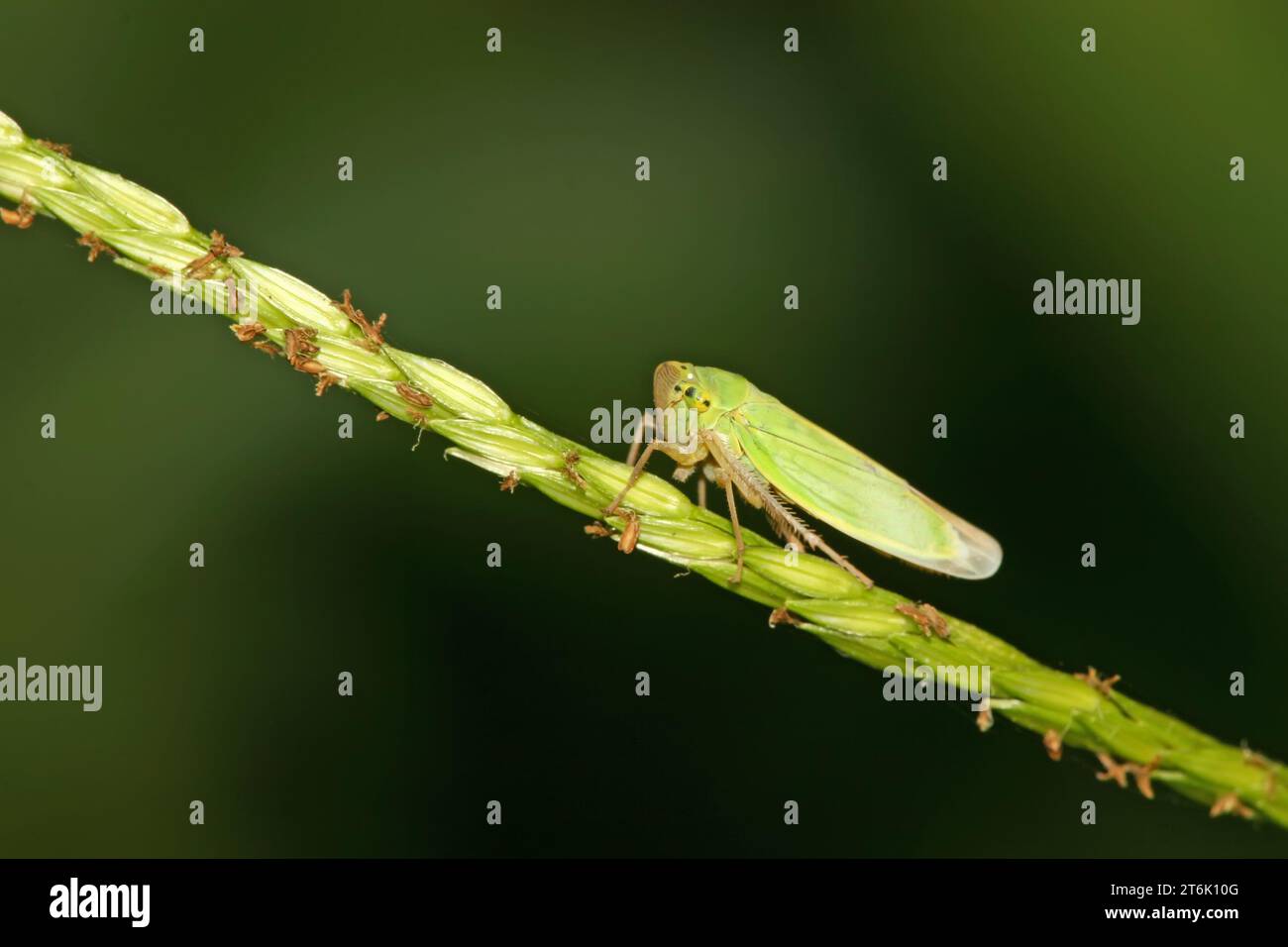 a kind of homoptera insects Stock Photo - Alamy