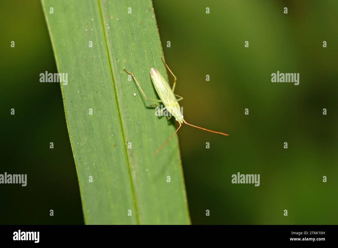 a kind of green insects with long tentacles Stock Photo - Alamy