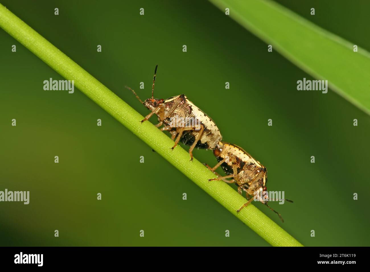 a kind of insects stinkbug Stock Photo - Alamy