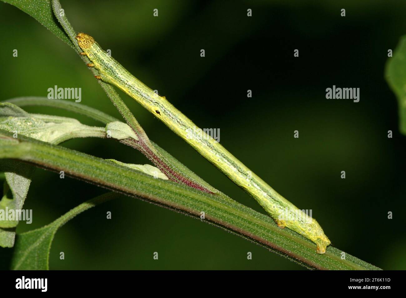 A kind of insects can imitate bridge on green leaf, in the wild Stock ...