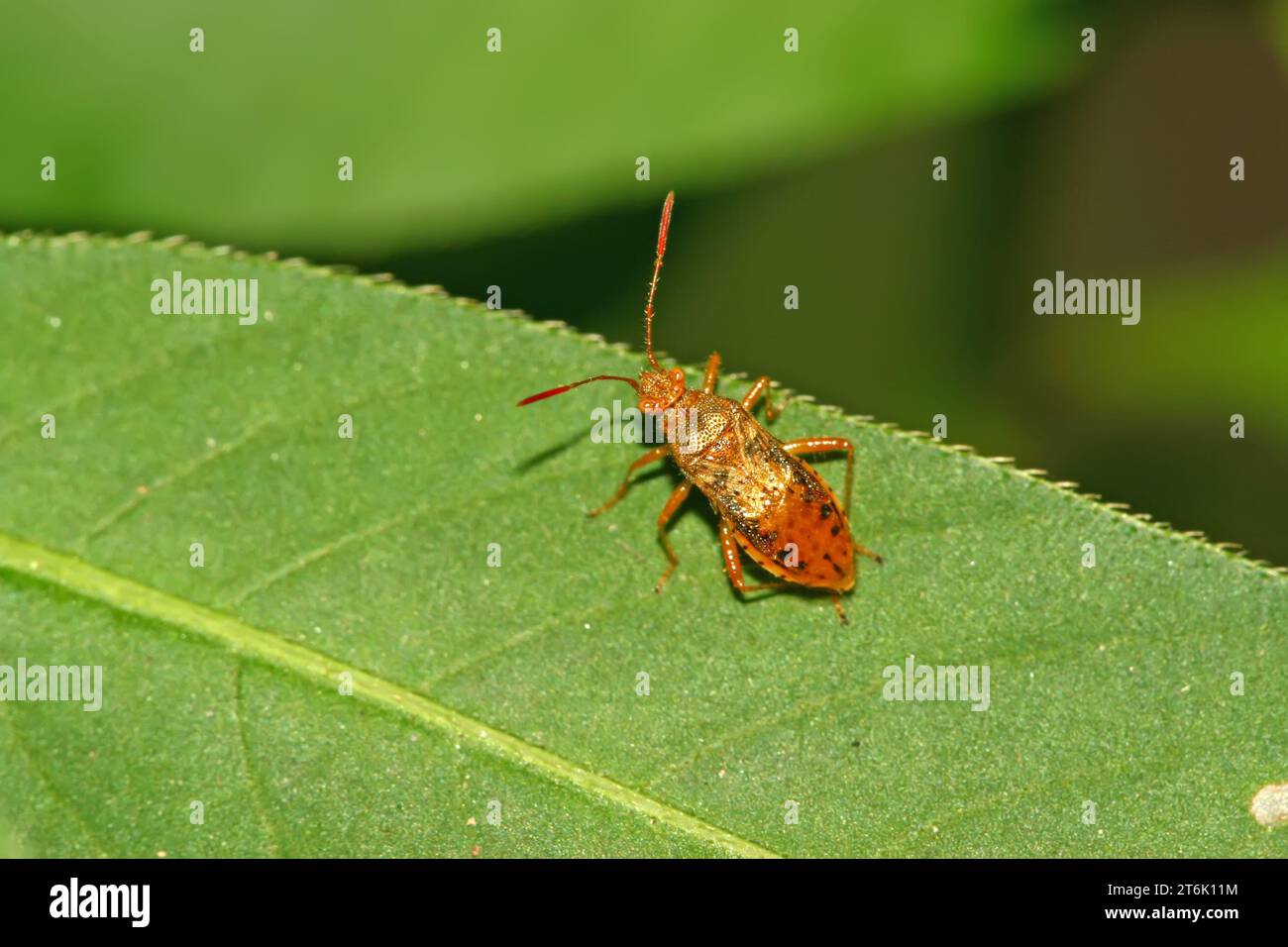 Fart insect hi-res stock photography and images - Alamy