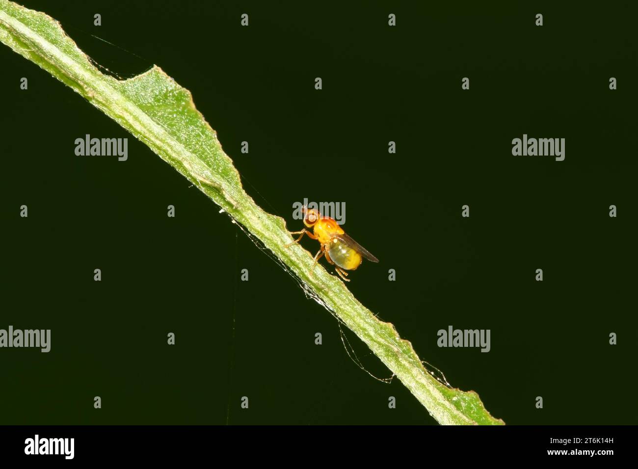 a kind of diptera insects Stock Photo - Alamy