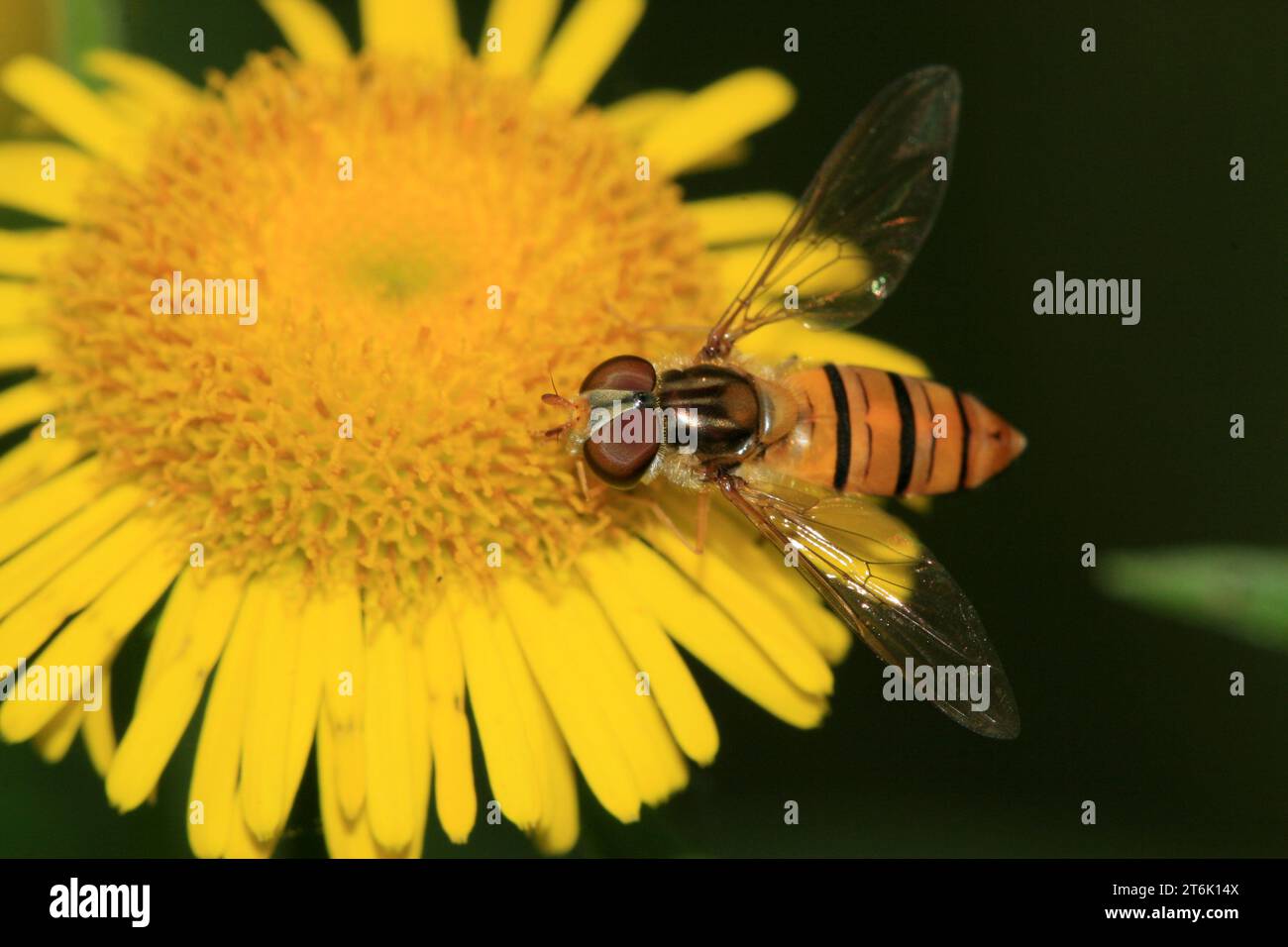 a kind of insects named syrphidae Stock Photo - Alamy