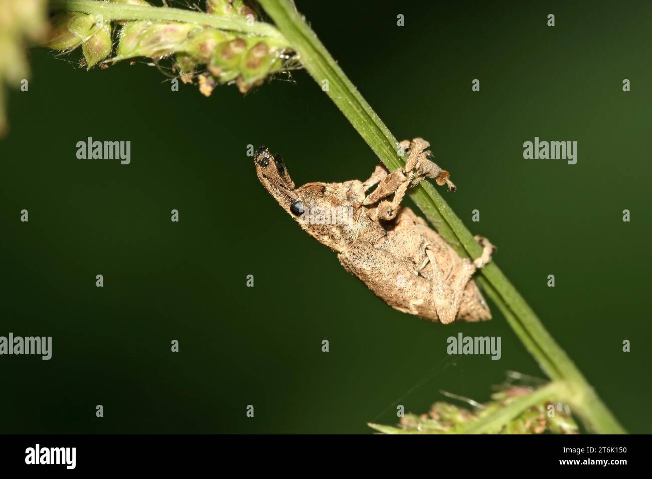 a kind of insect has a long nose Stock Photo - Alamy