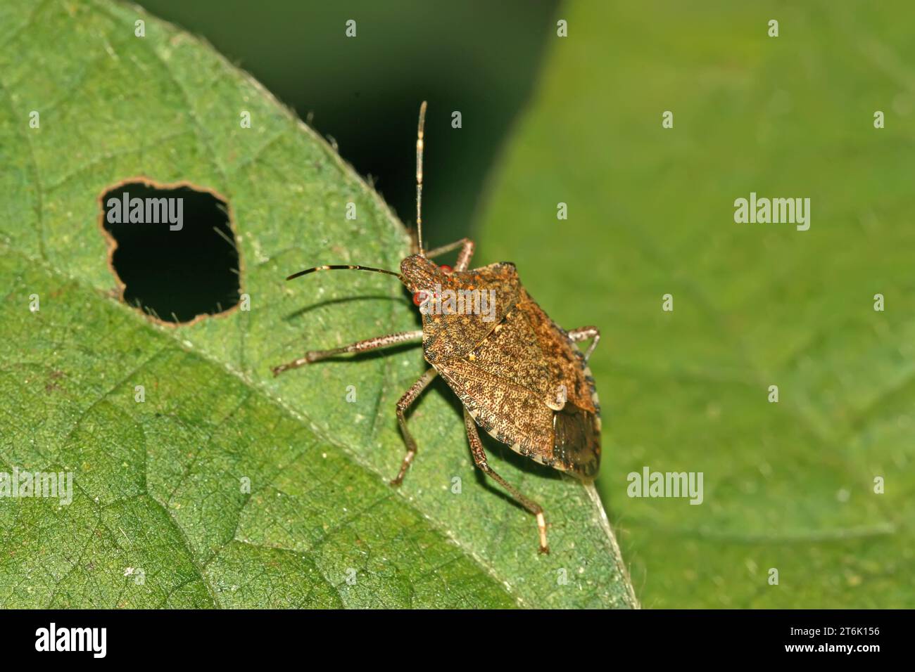 a kind of insects stinkbug Stock Photo - Alamy