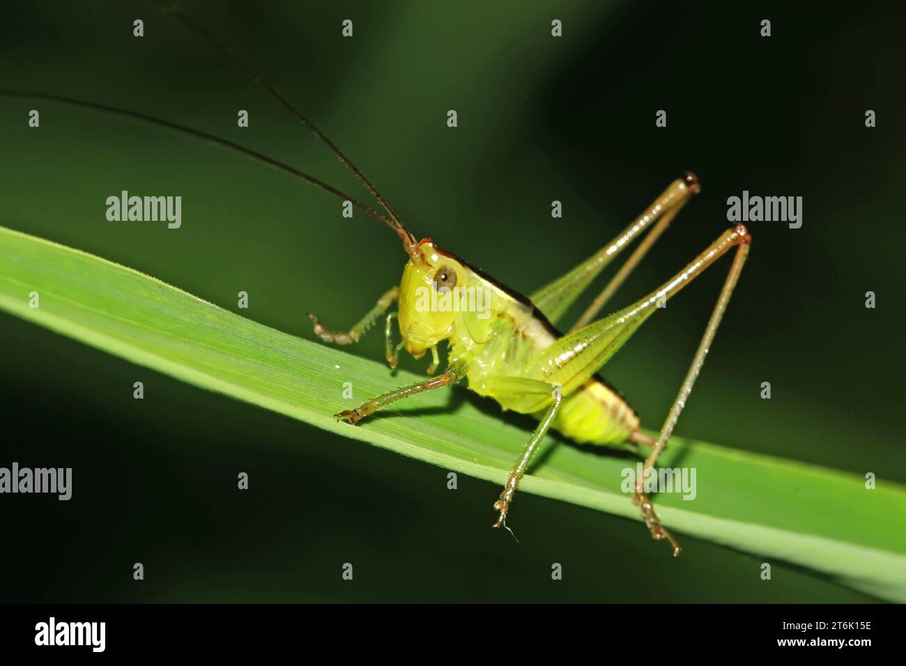 Young orthoptera hi-res stock photography and images - Alamy