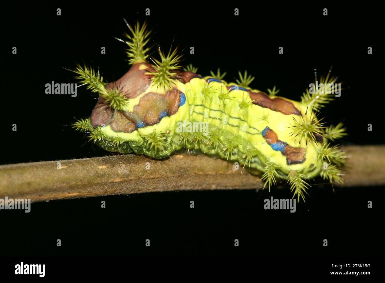 a kind of insects named lepidoptera Stock Photo - Alamy