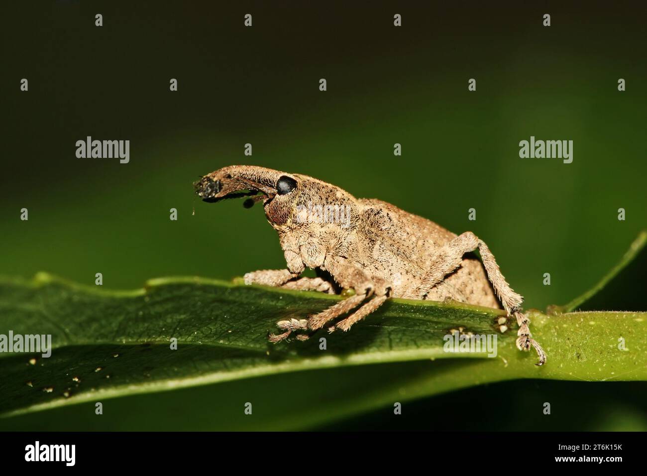 a kind of insect has a long nose Stock Photo - Alamy