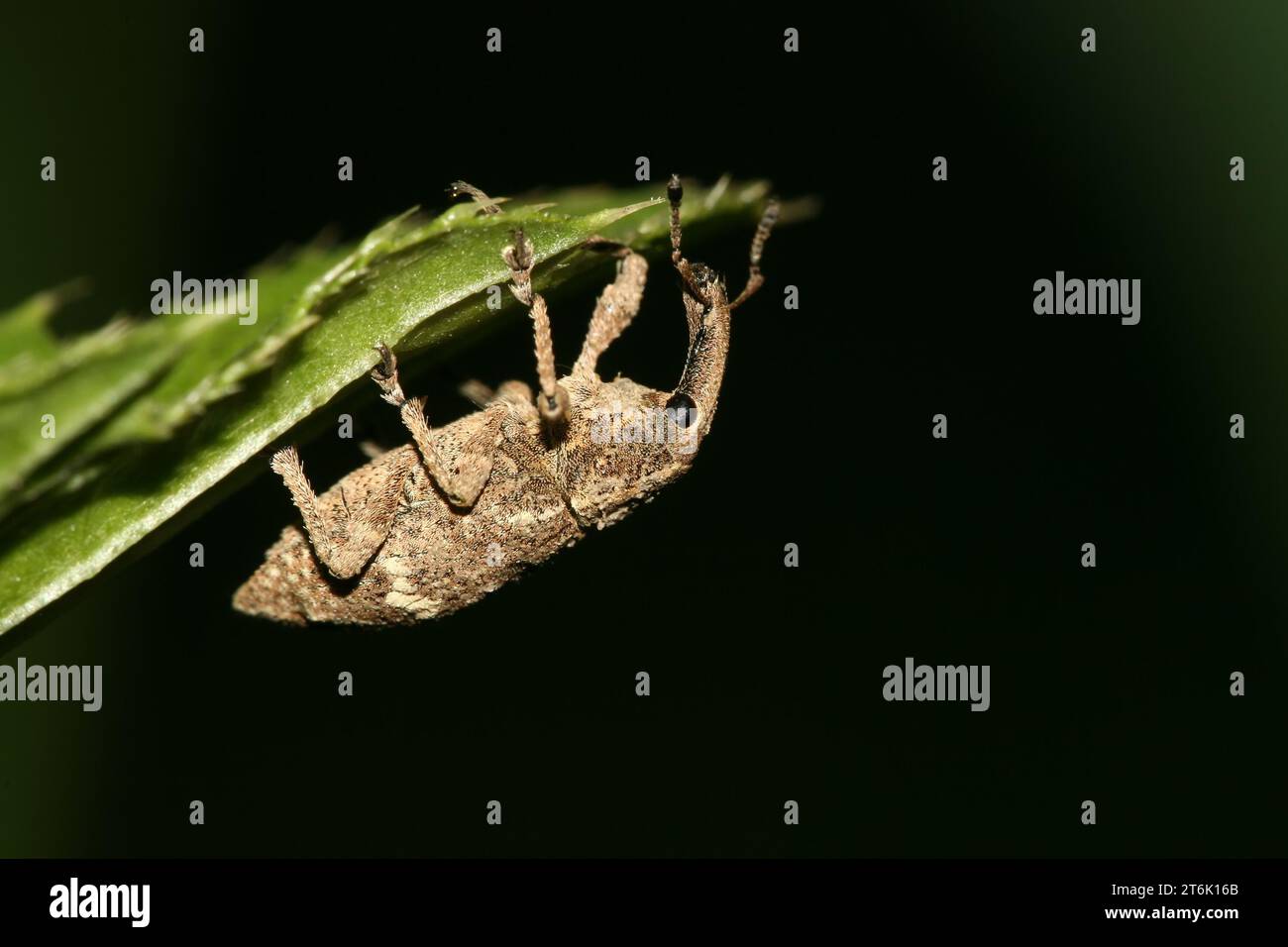 a kind of insect has a long nose Stock Photo - Alamy