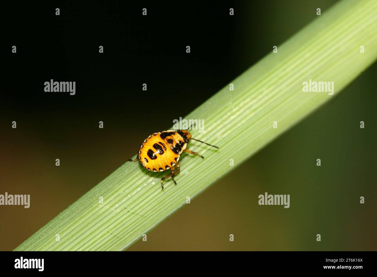 Fart insect hi-res stock photography and images - Alamy