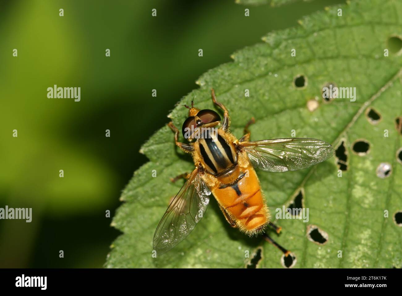 a kind of insects named syrphidae Stock Photo - Alamy