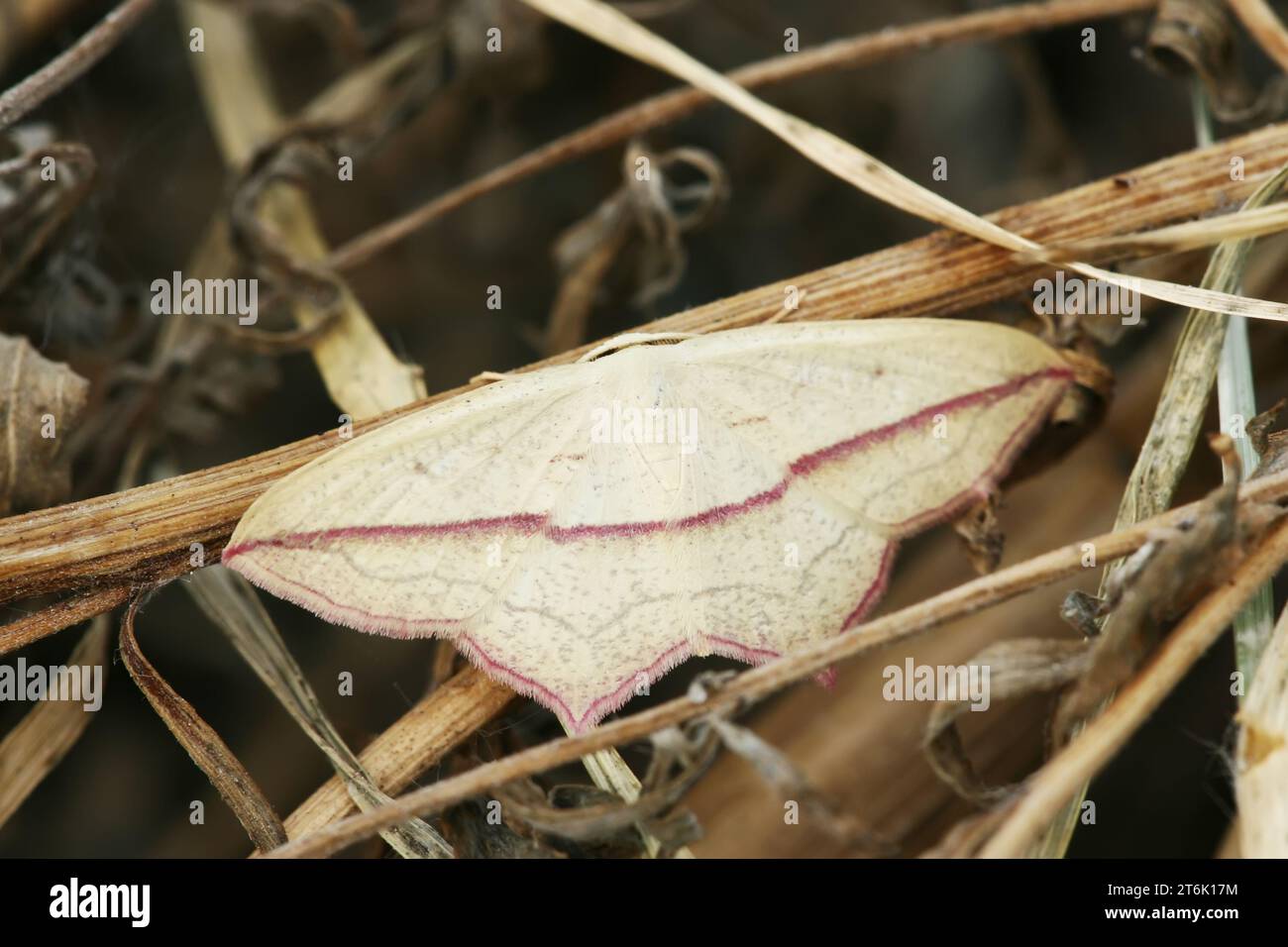 a kind of insects,photography Stock Photo - Alamy