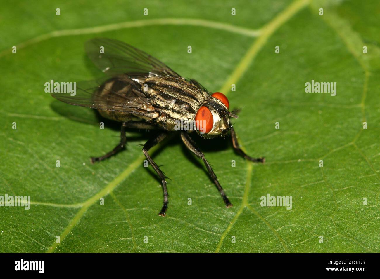a kind of diptera insects Stock Photo - Alamy