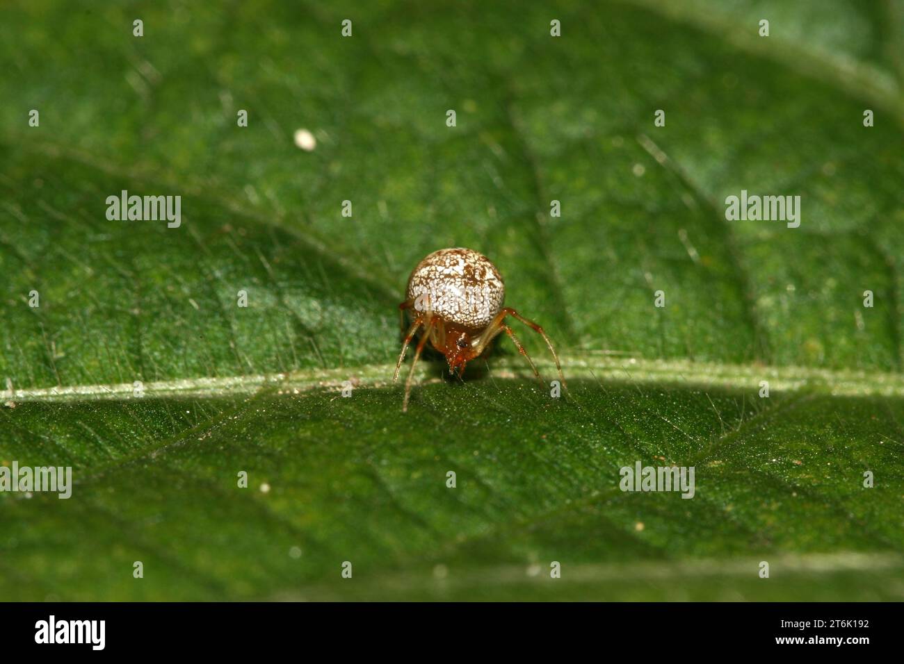 Octomaculatum hi-res stock photography and images - Alamy