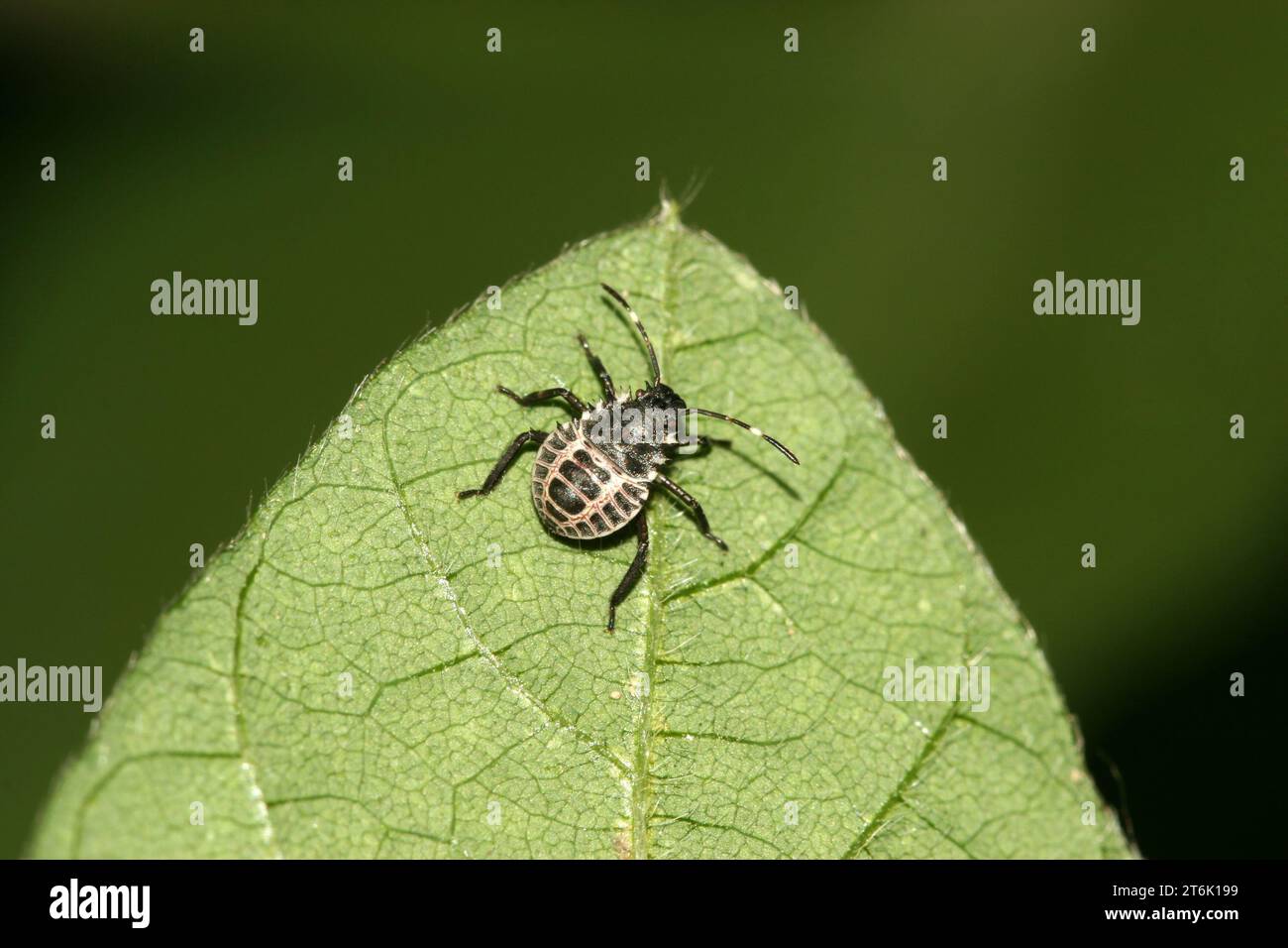 Fart insect hi-res stock photography and images - Alamy