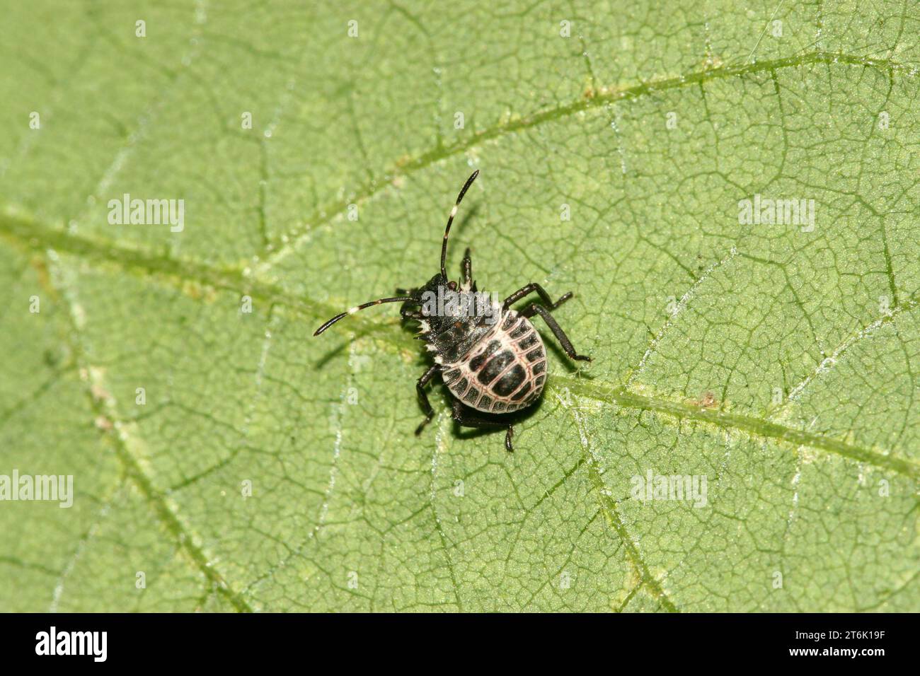 Fart insect hi-res stock photography and images - Alamy