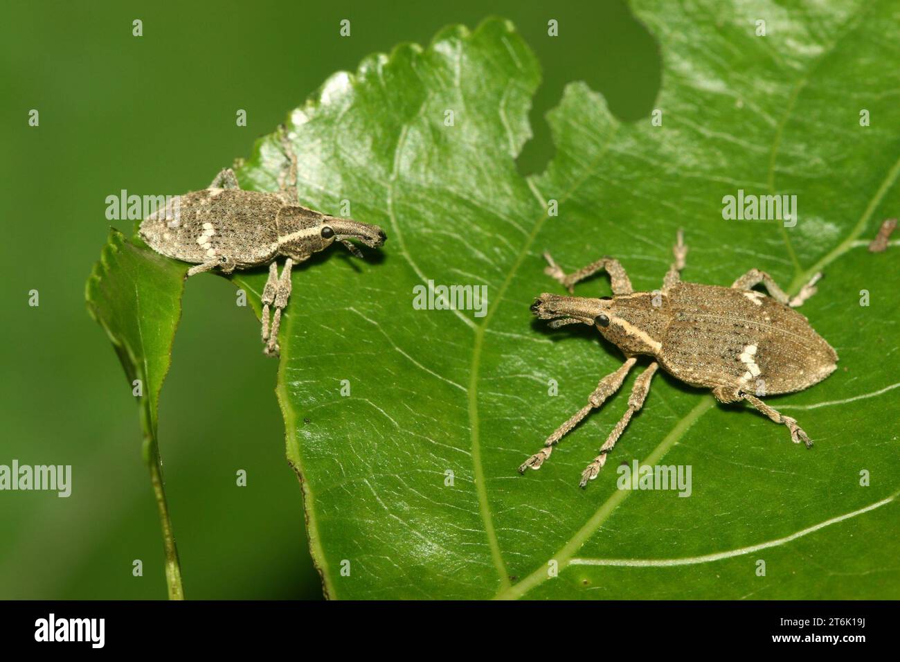 a kind of insect has a long nose Stock Photo - Alamy