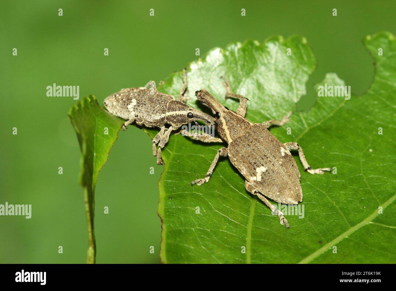 a kind of insect has a long nose Stock Photo - Alamy