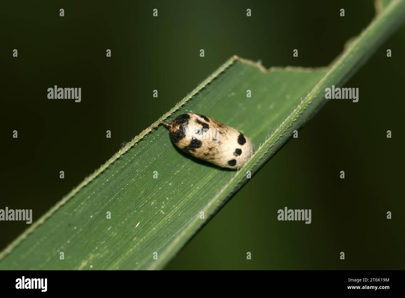 a kind of insects named lepidoptera Stock Photo - Alamy