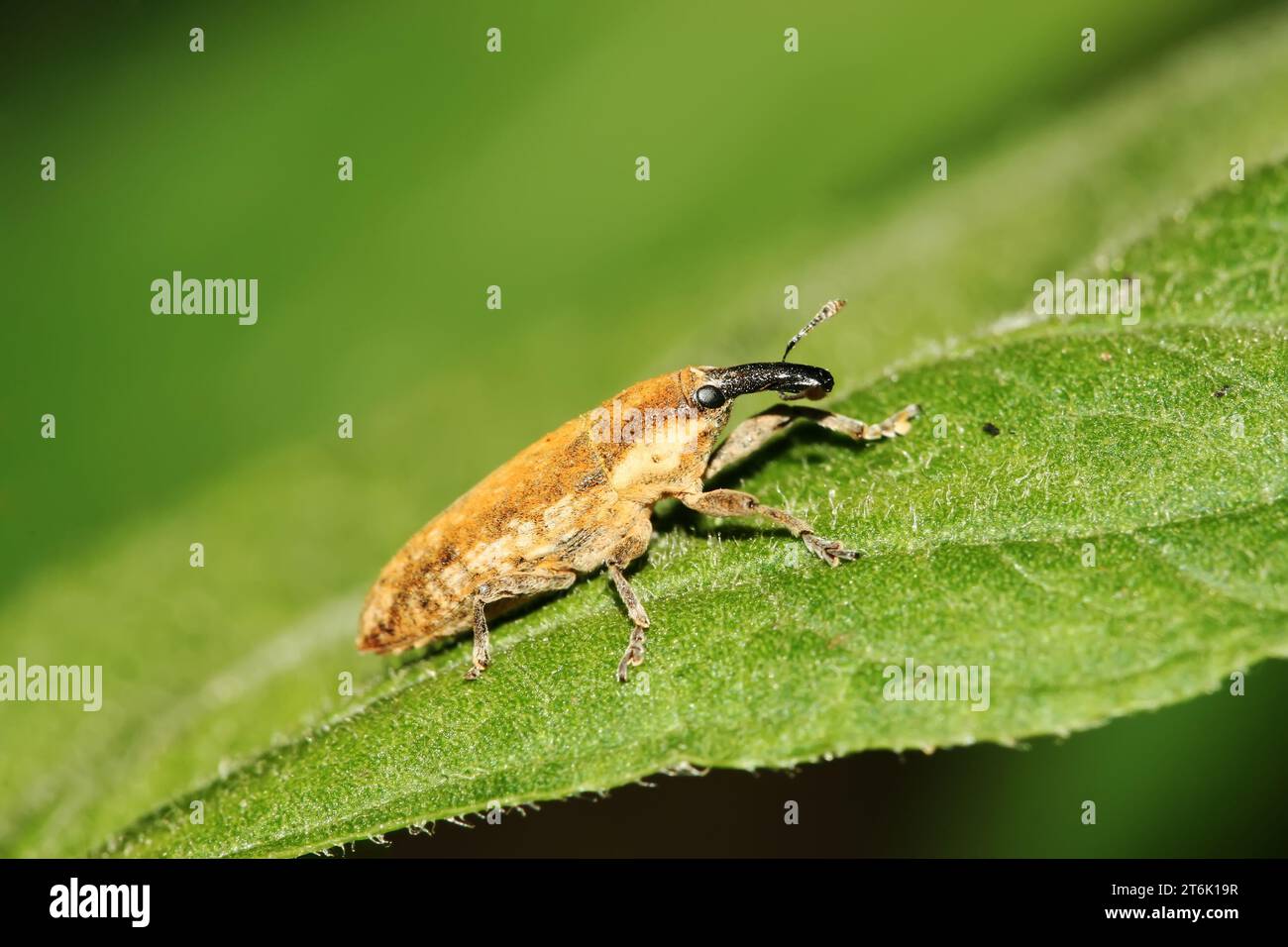 a kind of insect has a long nose Stock Photo - Alamy