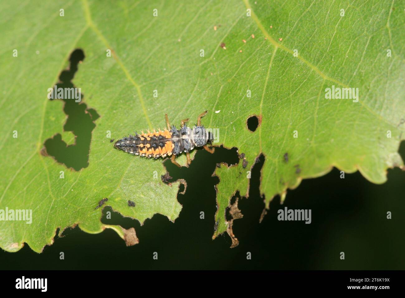 Ladybug nymph hi-res stock photography and images - Alamy
