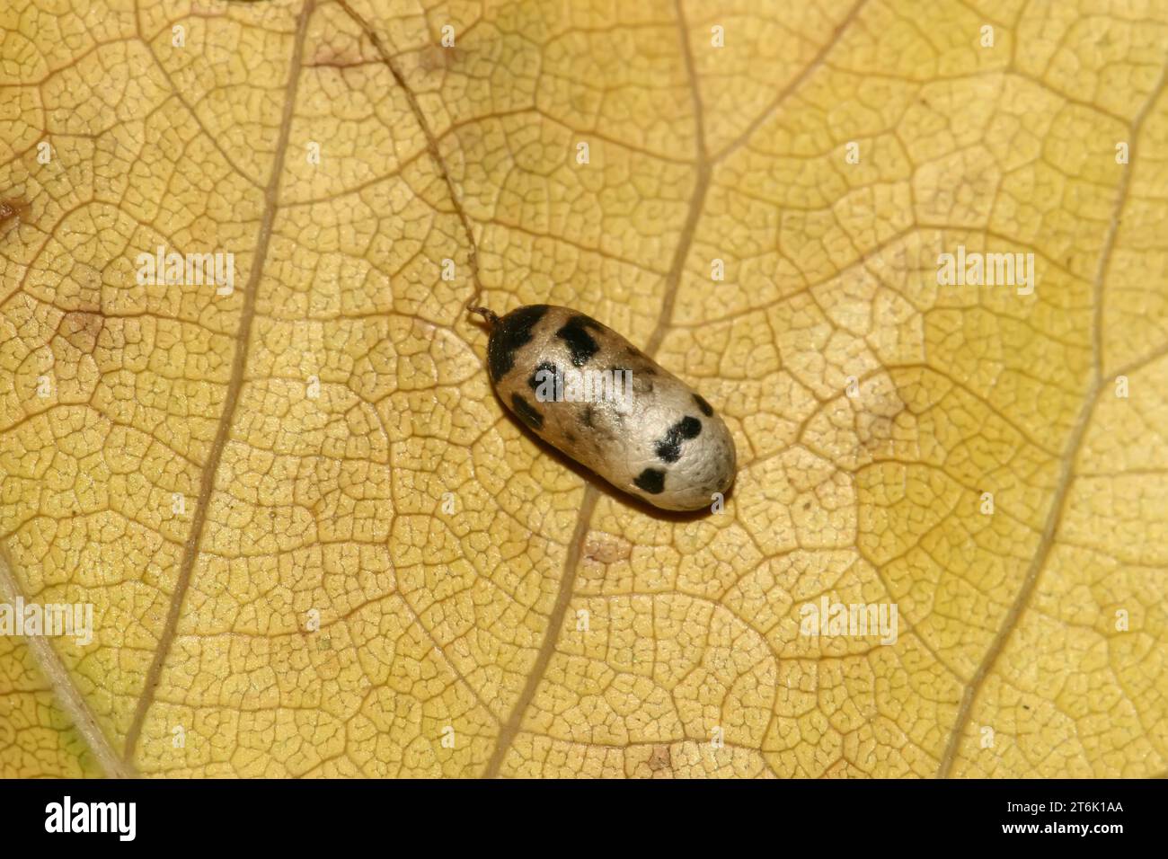 a kind of insects named lepidoptera Stock Photo - Alamy