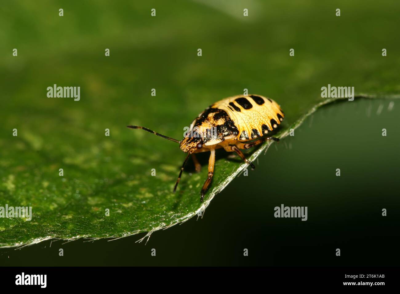 a kind of insects stinkbug Stock Photo - Alamy