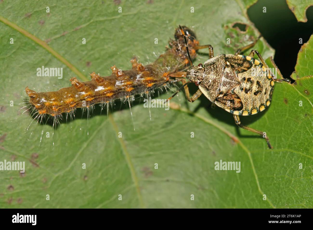 a kind of insects stinkbug Stock Photo - Alamy