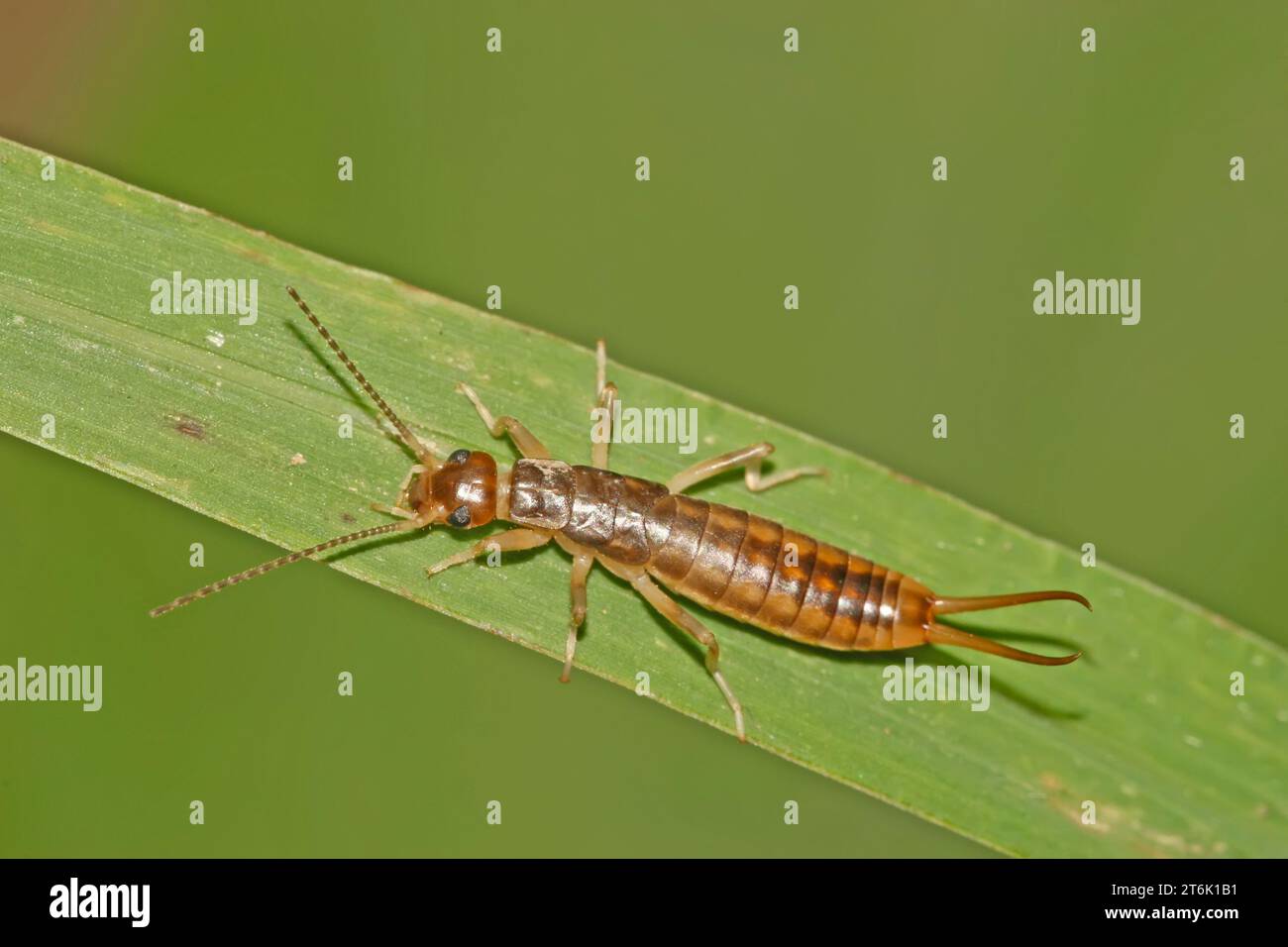 Long range narrow body hi-res stock photography and images - Alamy