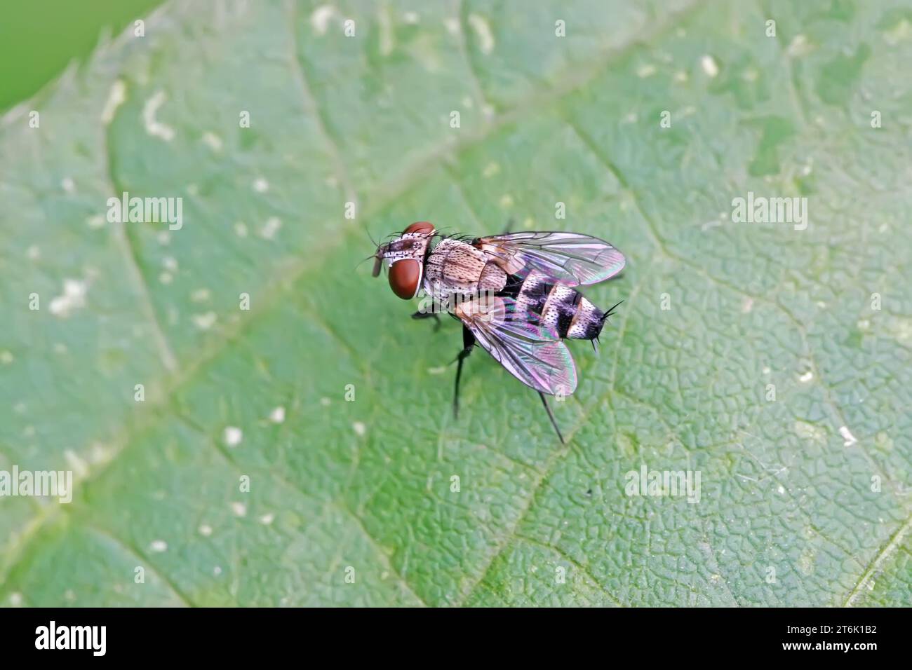 a kind of diptera insects Stock Photo - Alamy
