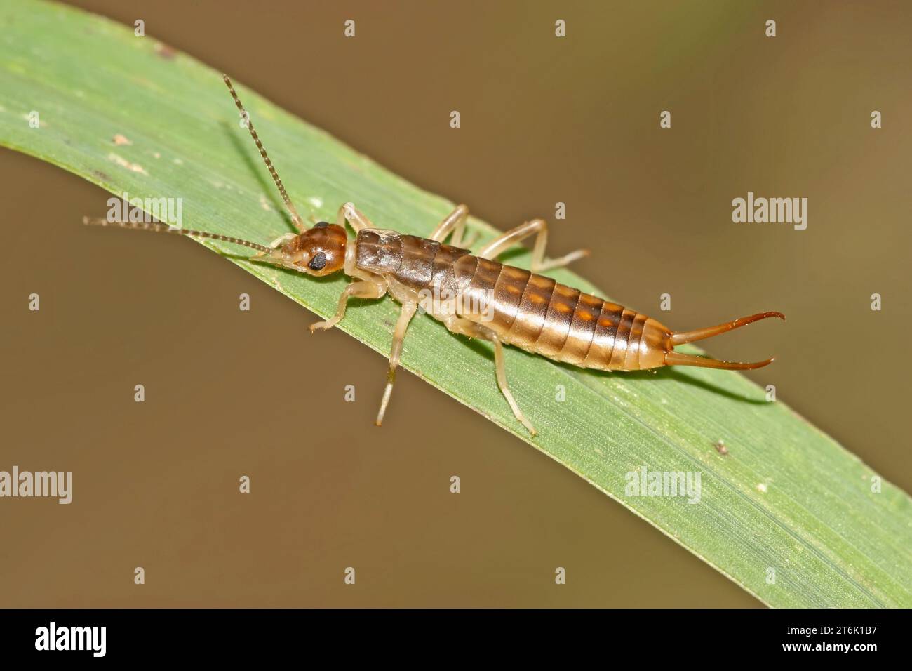 Long range narrow body hi-res stock photography and images - Alamy