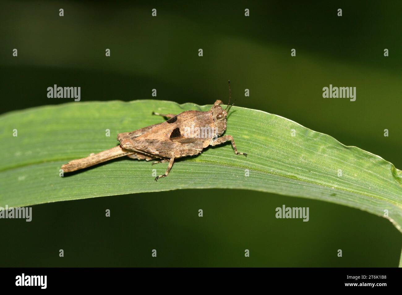 Locusts pests hi-res stock photography and images - Alamy