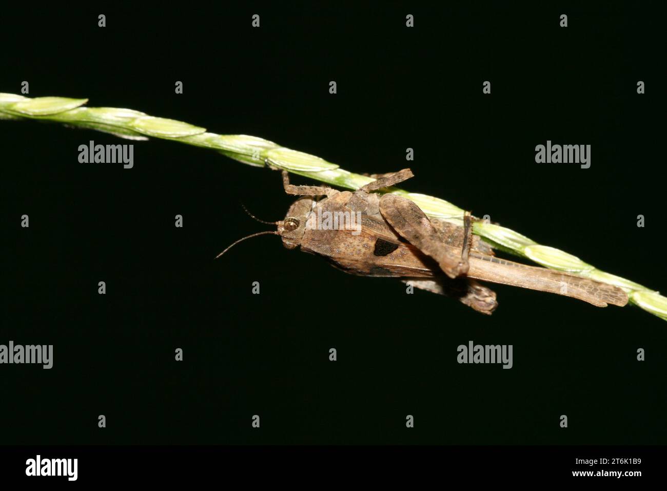 Locusts pests hi-res stock photography and images - Alamy