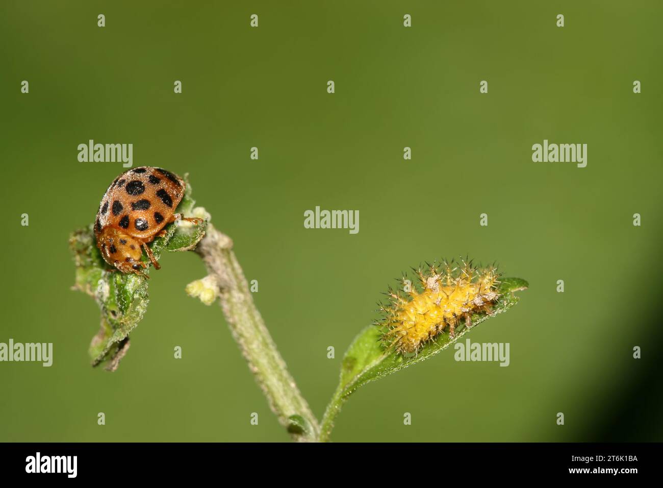 a kind of insects named ladybug Stock Photo - Alamy