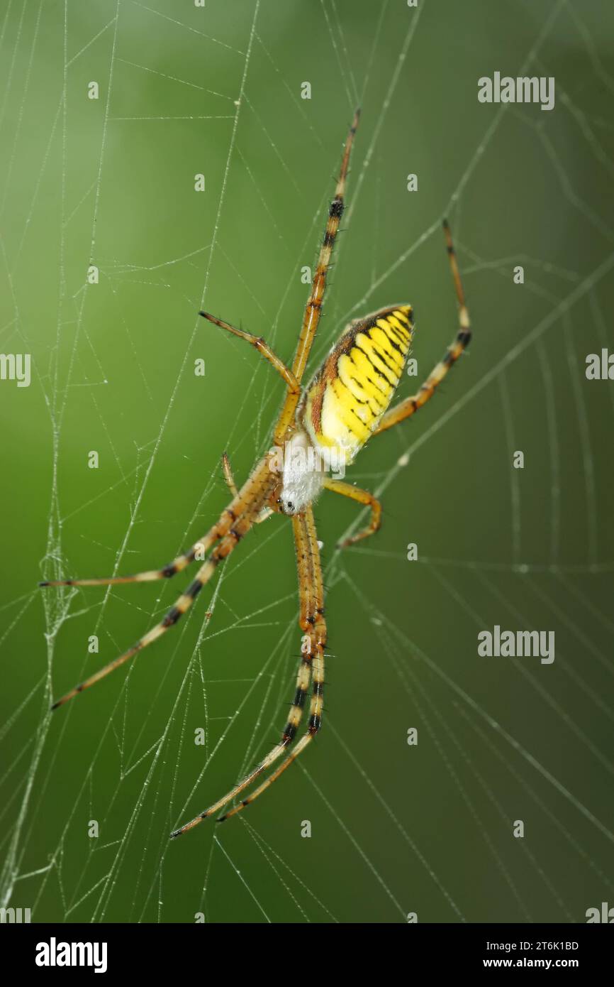 a spider insects networks photography Stock Photo - Alamy