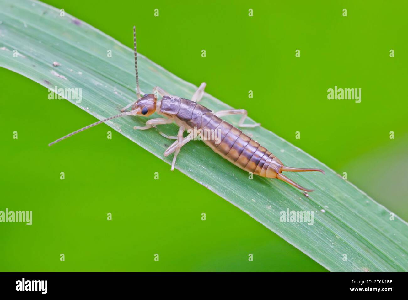 Long range narrow body hi-res stock photography and images - Alamy