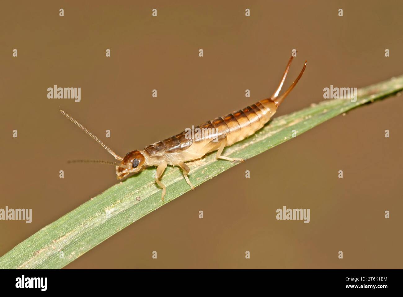 Long range narrow body hi-res stock photography and images - Alamy