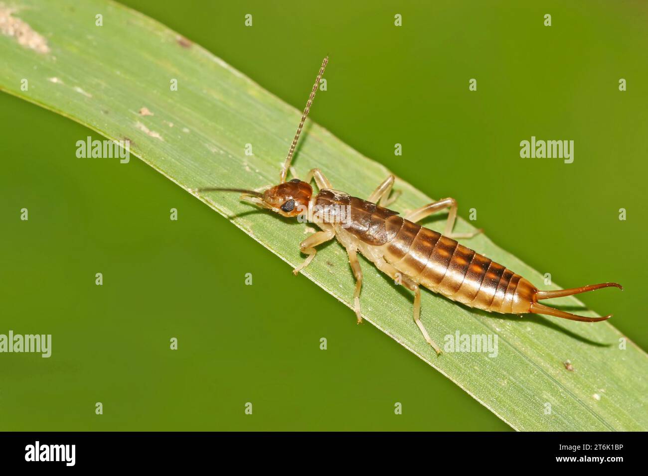 the insects whose body long and narrow Stock Photo - Alamy