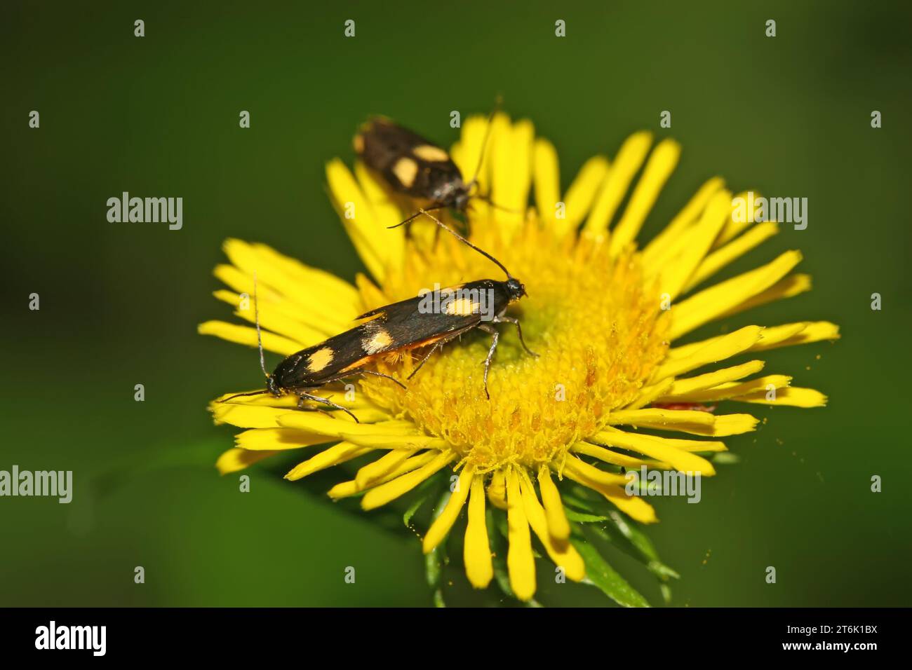 a kind of moths insects Stock Photo - Alamy