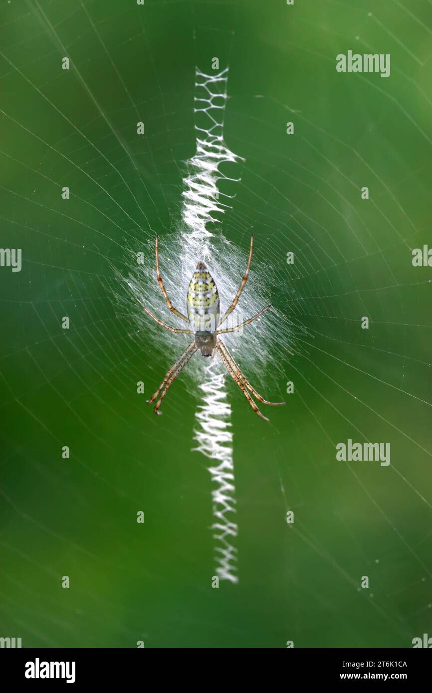 a spider insects networks photography Stock Photo - Alamy