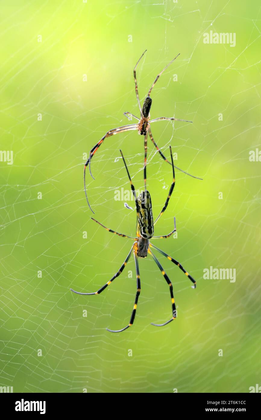 Insect predation details hi-res stock photography and images - Alamy