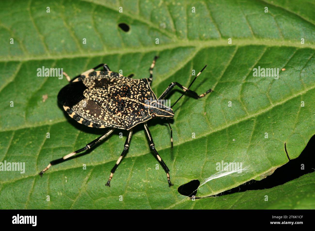 a kind of insects stinkbug Stock Photo - Alamy